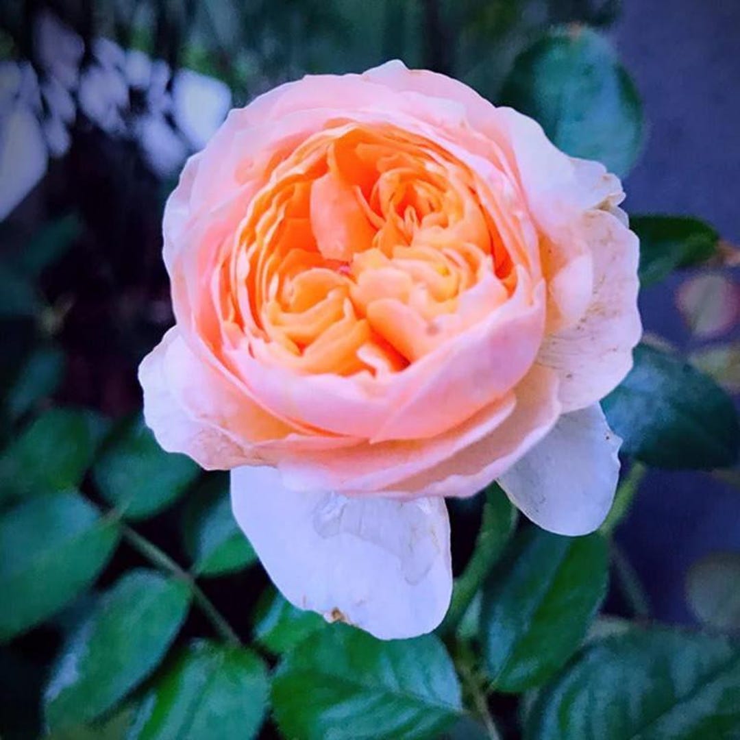Ausjameson Tree Rose 朱利 树玫瑰, ~20" Tall - Etsy