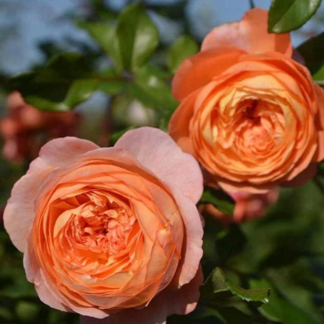 Robin 罗宾 (japan), 1 Gallon - Etsy