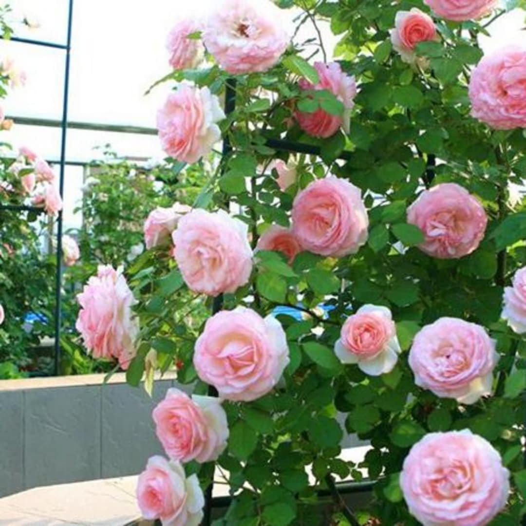 Rose Eden Tree Rose 粉龙 树玫瑰 (france) 20" Tall - Etsy