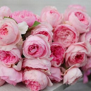 Jade Ringing 玉环鸣 (china 天狼), 1 Gallon - Etsy