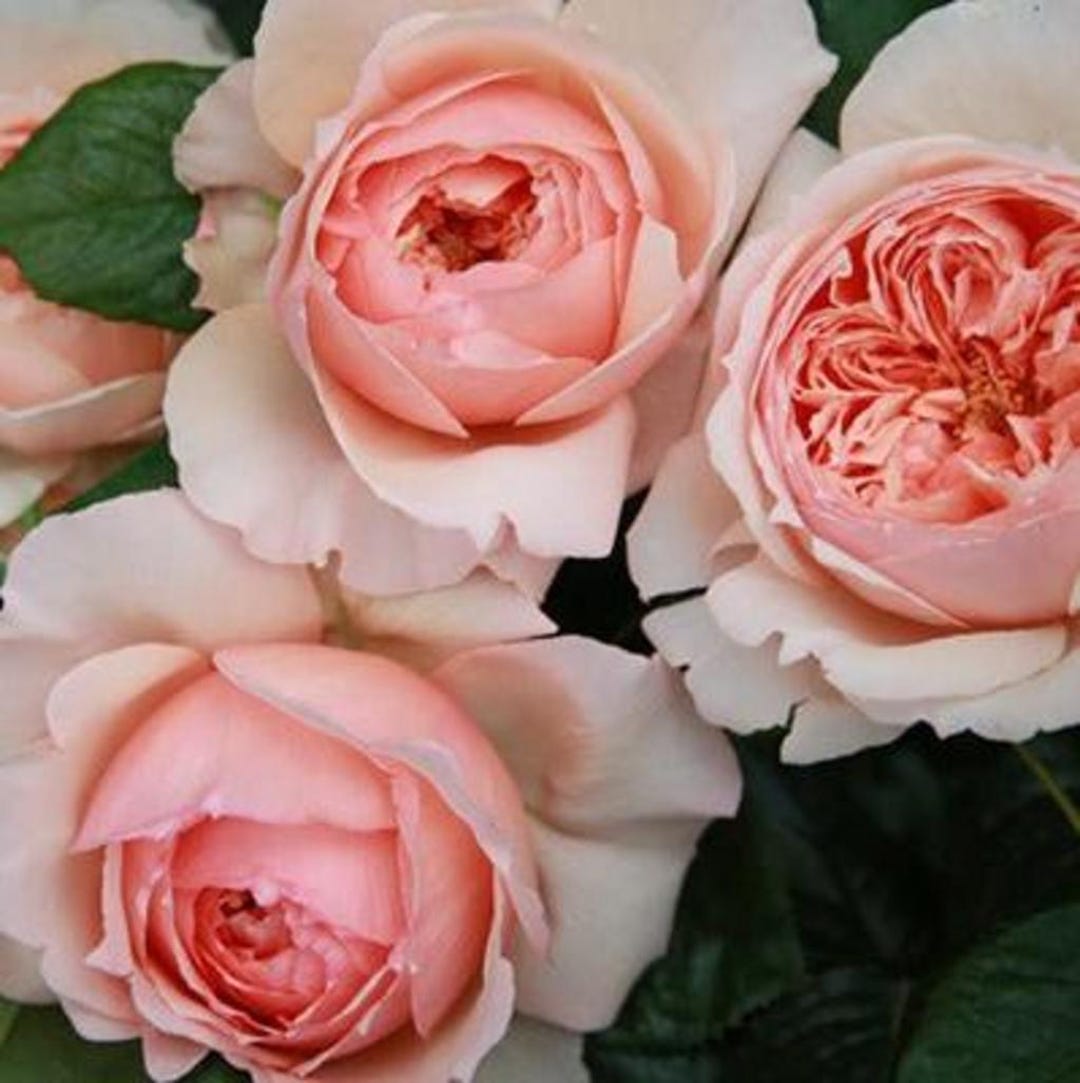 Masora Tree Rose 真宙 树玫瑰 (japan) 20" Tall - Etsy