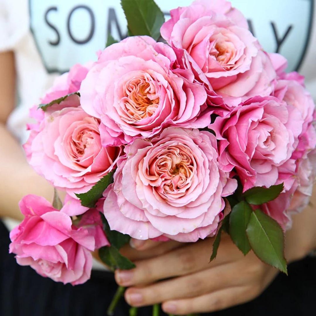 Miyabi Tree Rose 雅 树玫瑰 (japan) 26" Tall - Etsy