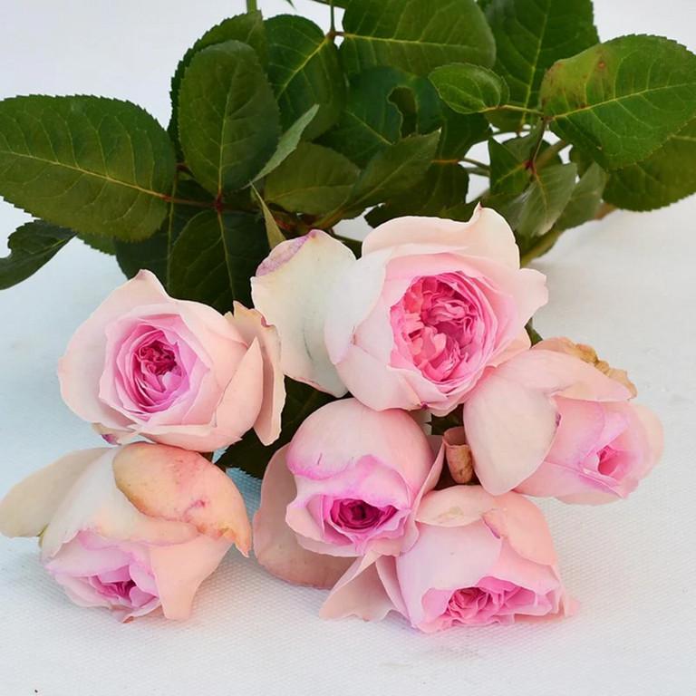 Yves Otome Heart Tree Rose 伊芙乙女心 树玫瑰 (japan) 14" Tall - Etsy