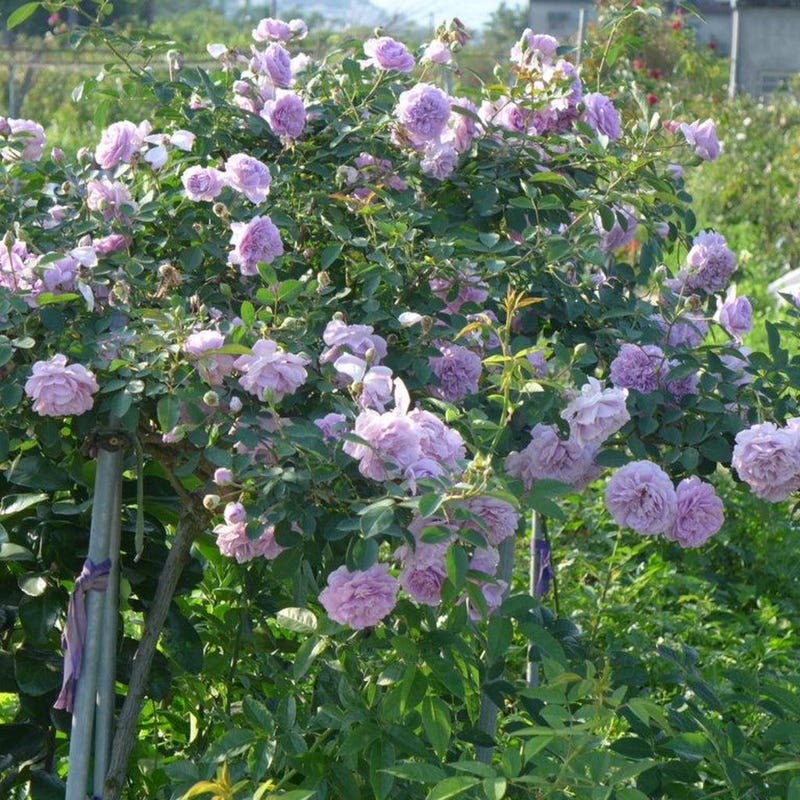 German Rose - Etsy