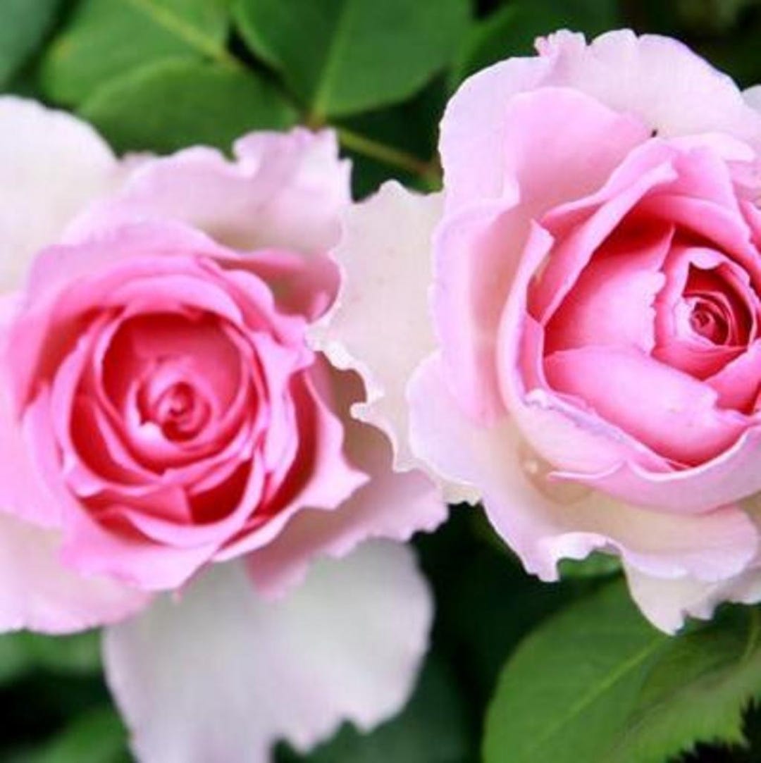 Silk Garment 罗衣 (china 天狼), 1 Gallon - Etsy