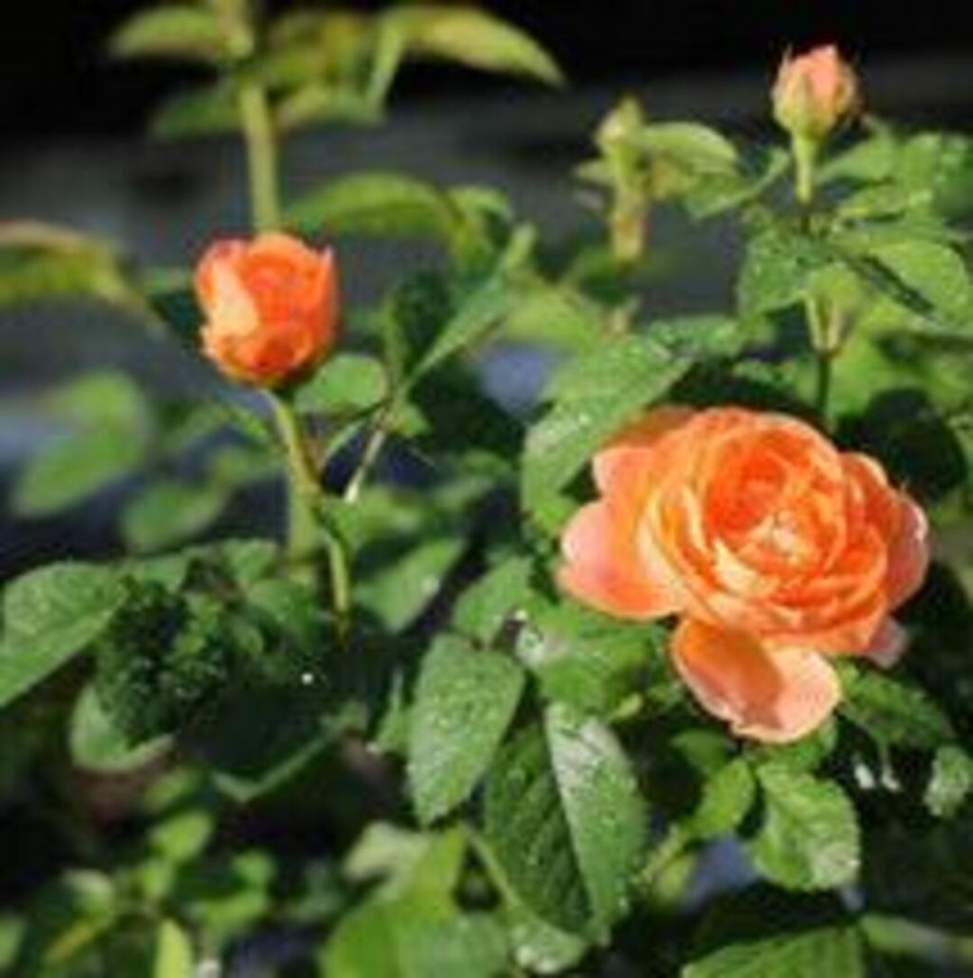 Juicy Terrazza Tree Rose 果汁阳台 树玫瑰 (netherlands) 14" Tall - Etsy