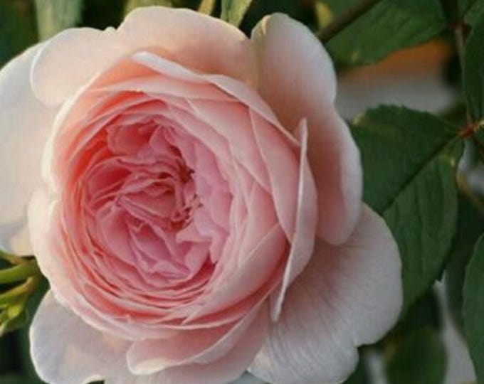 English Garden Shrub Rose Auswill | Austir | Tall Shrub | Pink Apricot ...