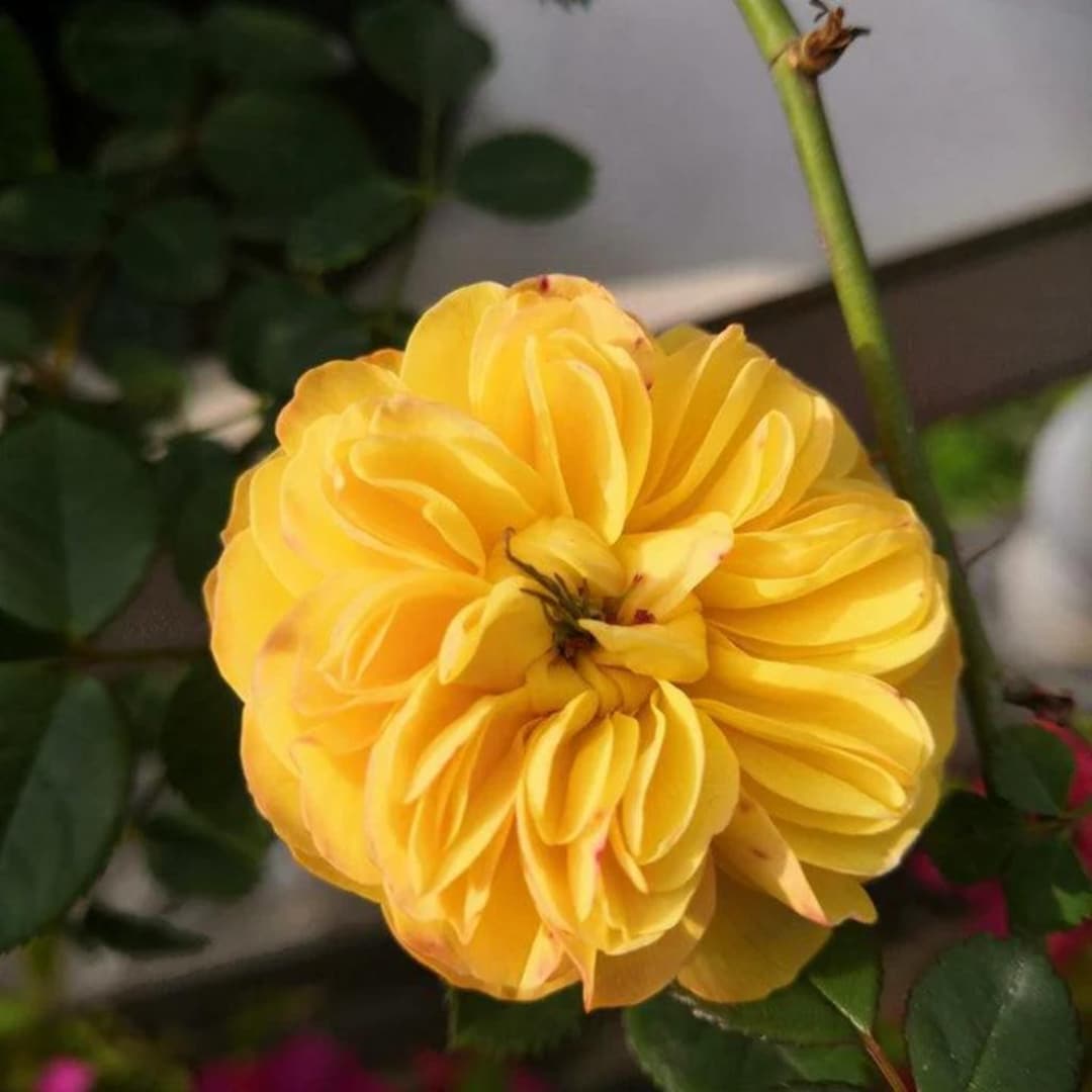 Leah Tutu Tree Rose 利亚图图 树玫瑰 12" Tall - Etsy