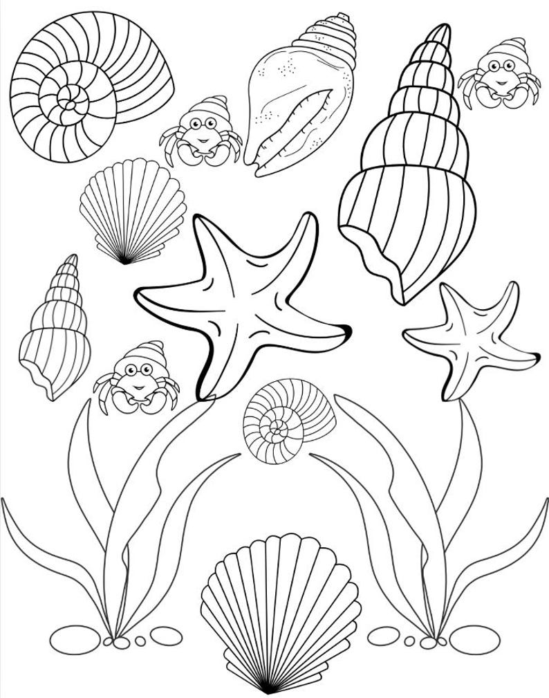 Ocean Seashells, Ocean Fun, Crabs, Hermit Crabs, Seashells, Ocean Scene ...