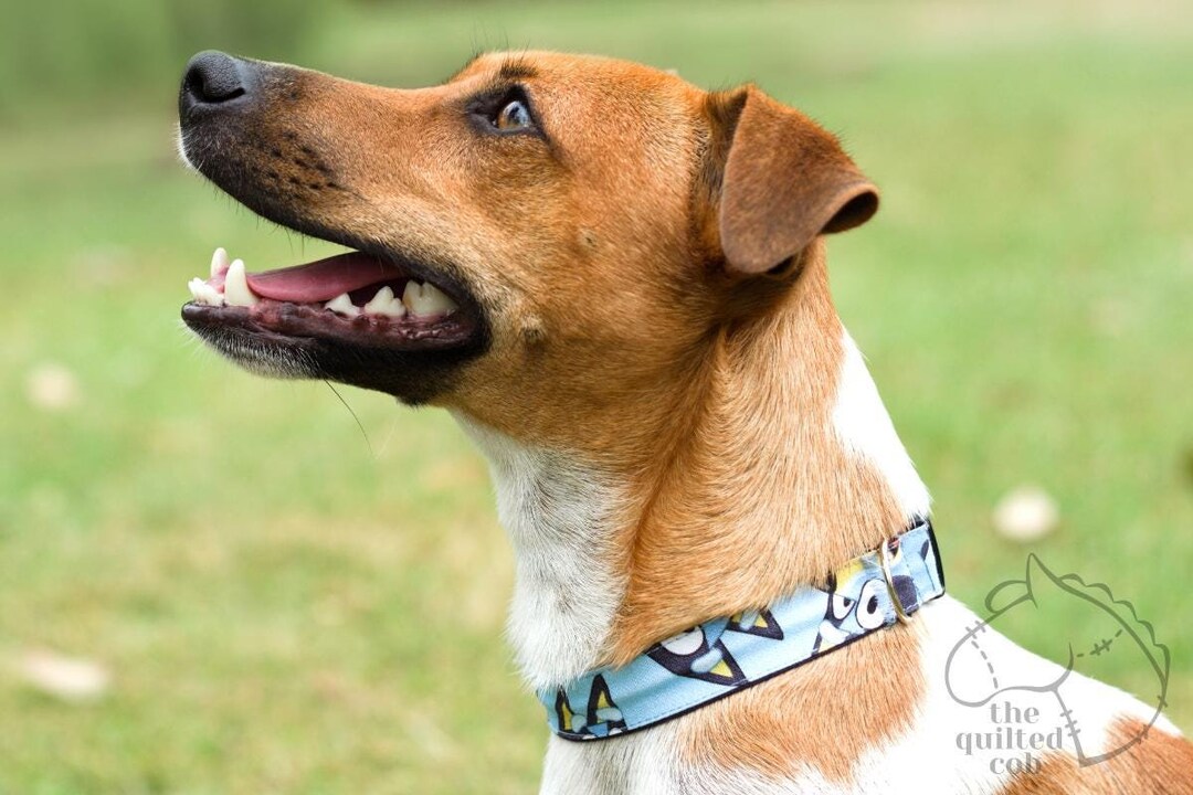 Bluey Print Dog Collar - Etsy