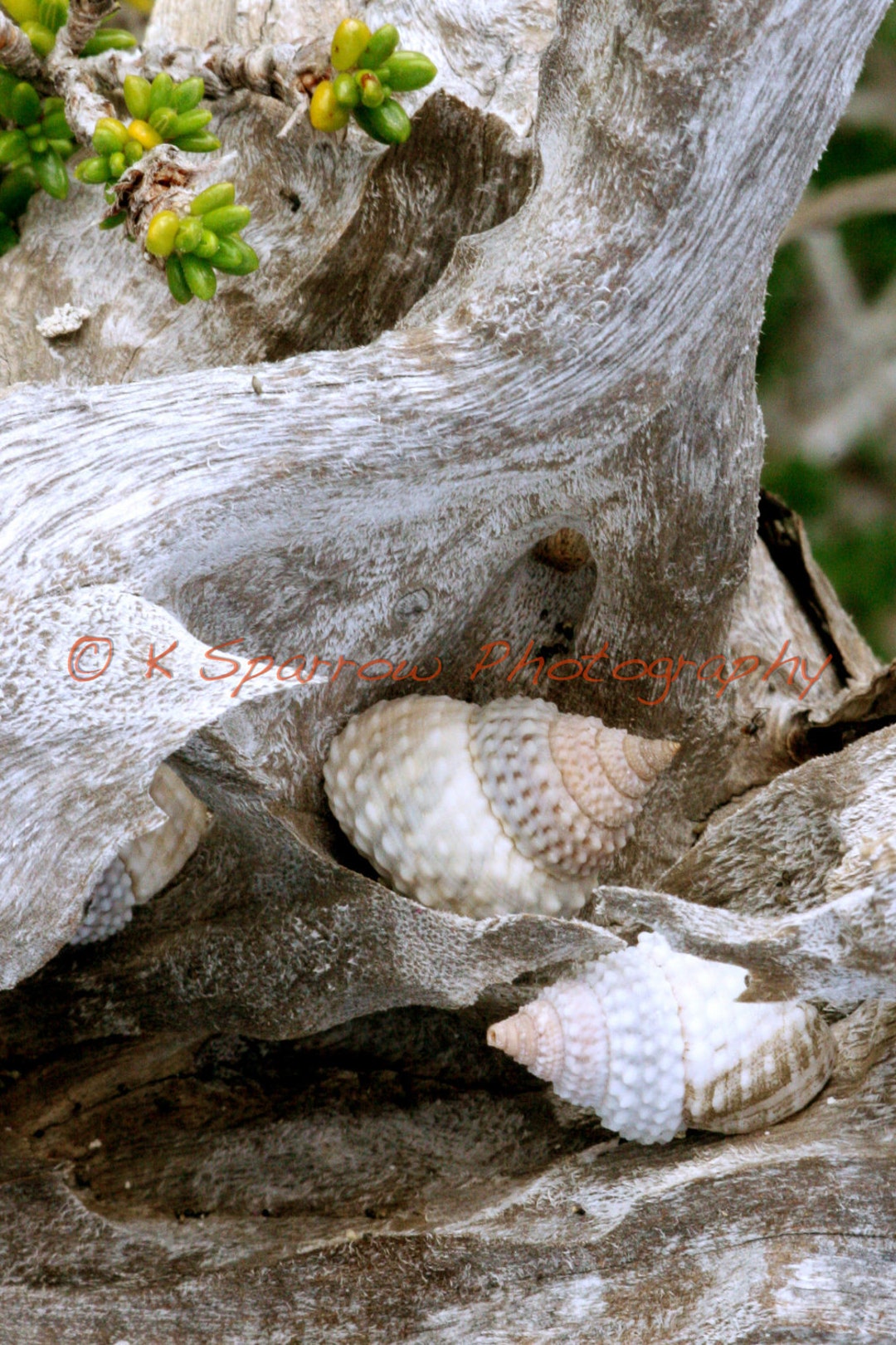 Beaded Periwinkle Shells, Rose Island, Nassau, Bahamas Carribean, Ocean ...