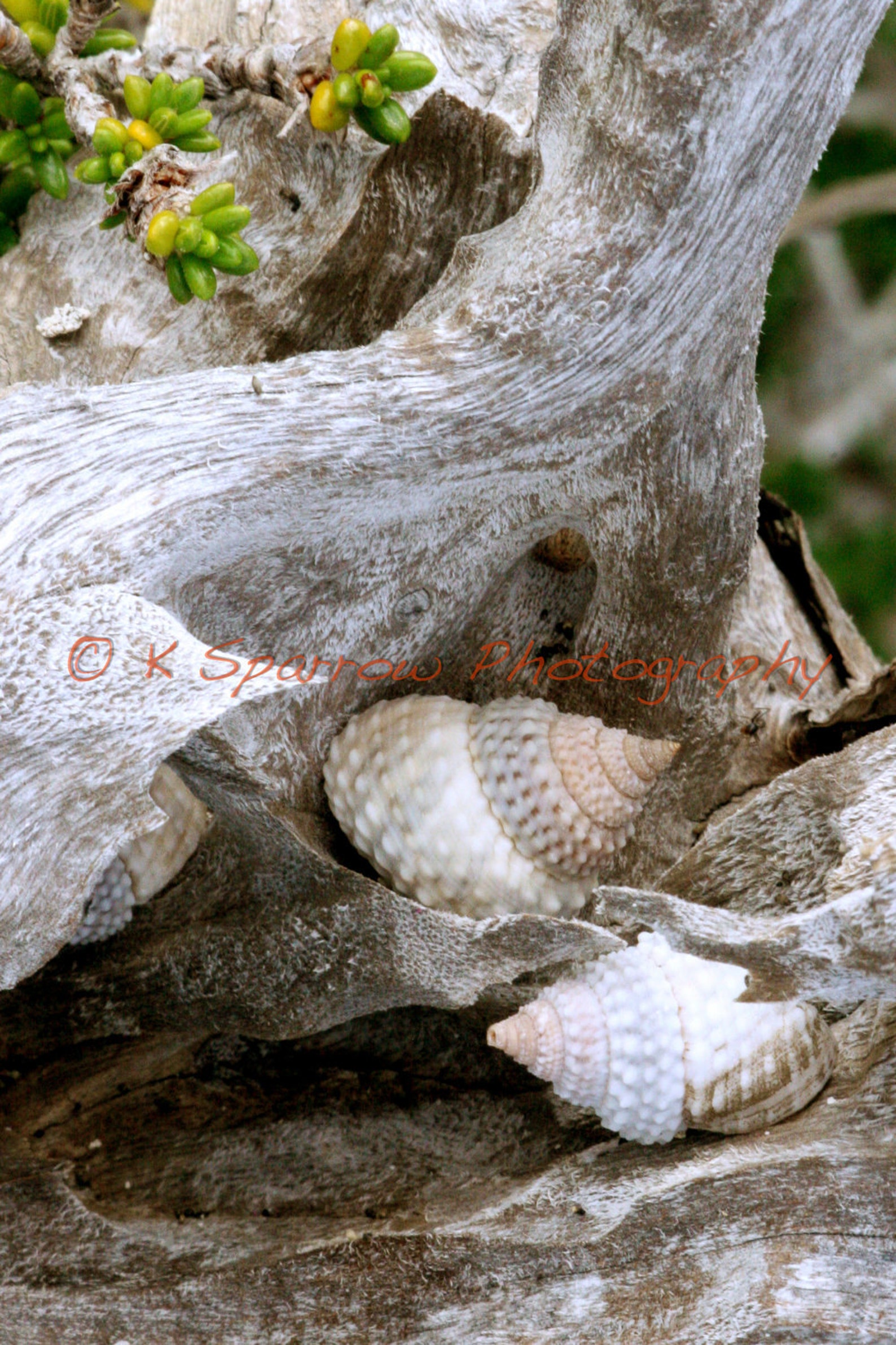 Beaded Periwinkle Shells, Rose Island, Nassau, Bahamas Carribean, Ocean ...