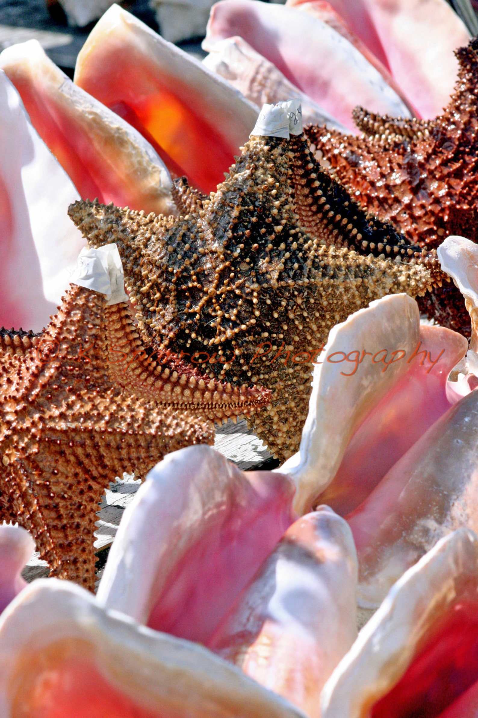 Starfish & Conch Shells Nassau Bahamas Caribbean Travel - Etsy