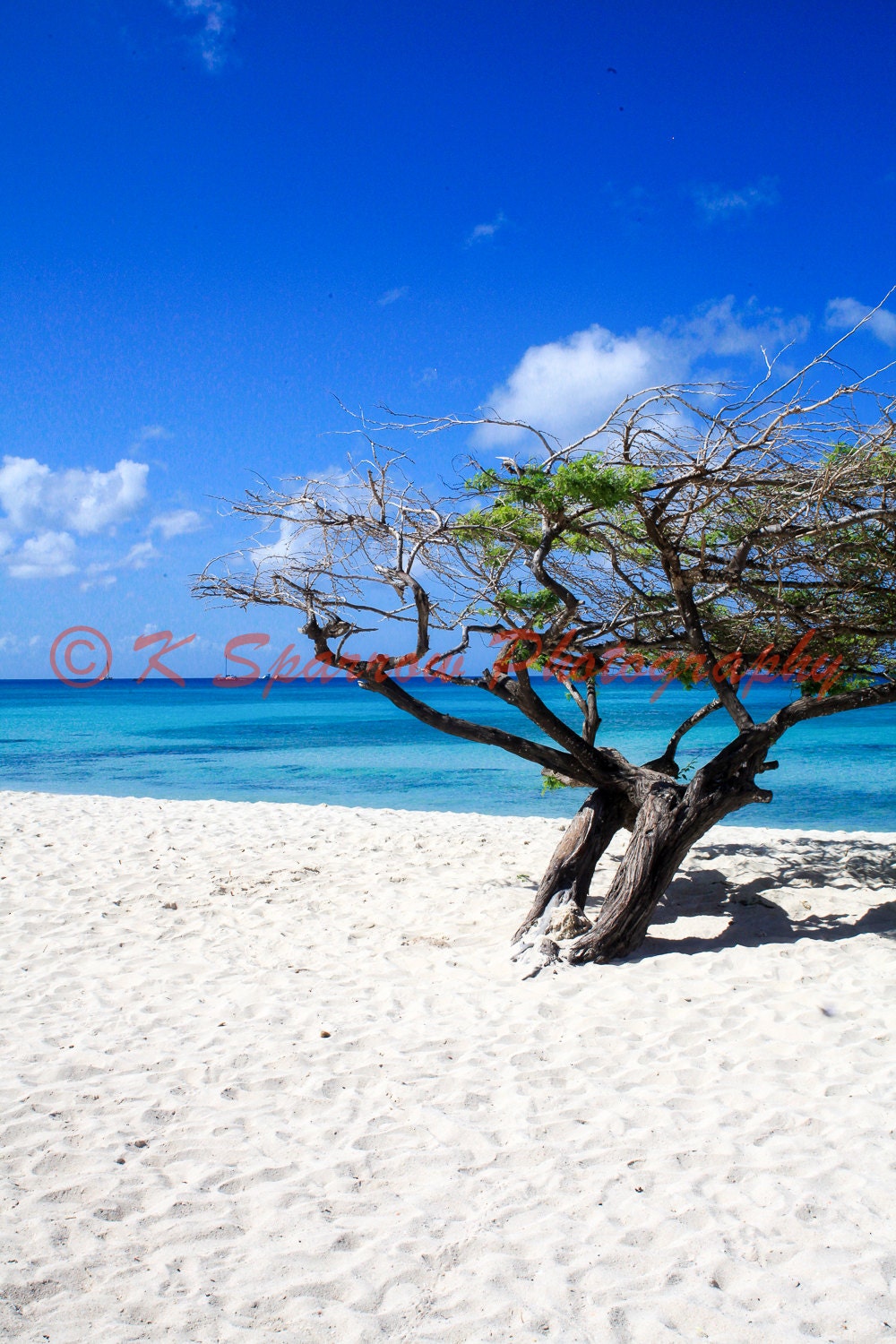 Divi Divi Tree on the Beach, Aruba Photograph, Divi Divi, Tree, Ocean ...