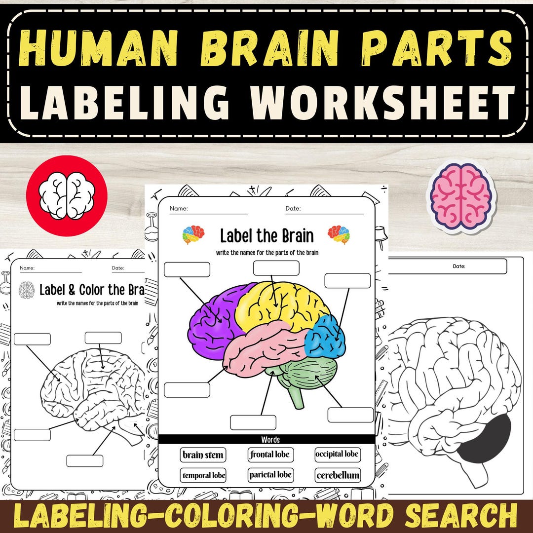 Label the Parts of the Human Brain: Anatomy Activity End of Year ...