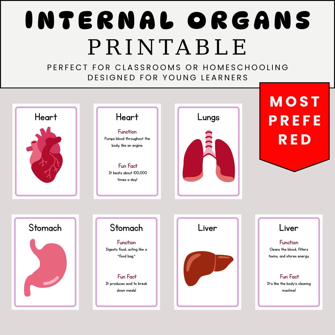 Educational Internal Organs Flashcards | Printable Anatomy - Etsy UK