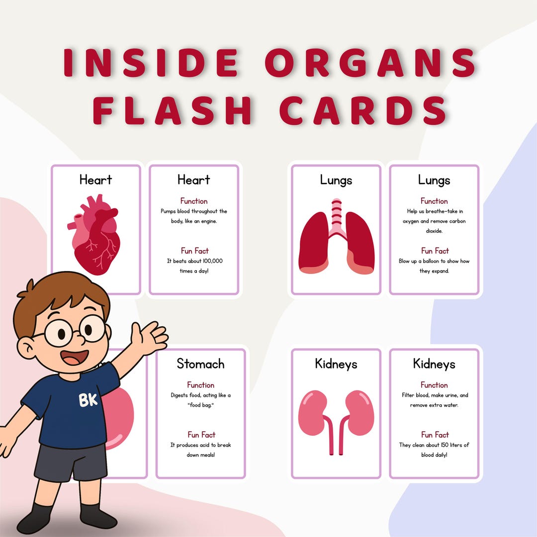 Inside Organs Flash Cards | Digital Product and Easy Acces | 3 ...