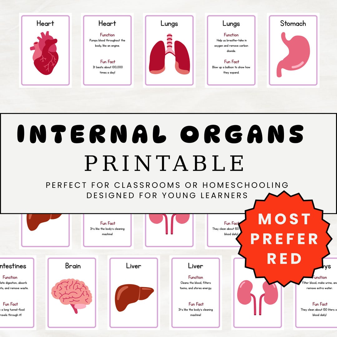 Educational Internal Organs Flashcards | Printable Anatomy - Etsy