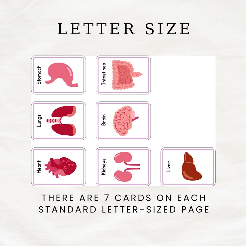 Educational Internal Organs Flashcards | Printable Anatomy - Etsy