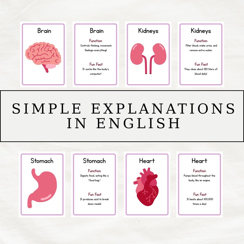 Educational Internal Organs Flashcards | Printable Anatomy - Etsy