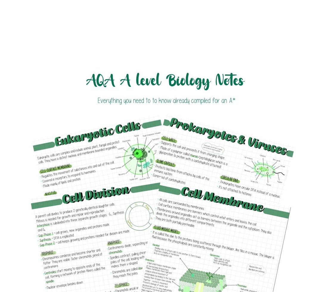 AQA A-level Biology Notes Cells - Etsy
