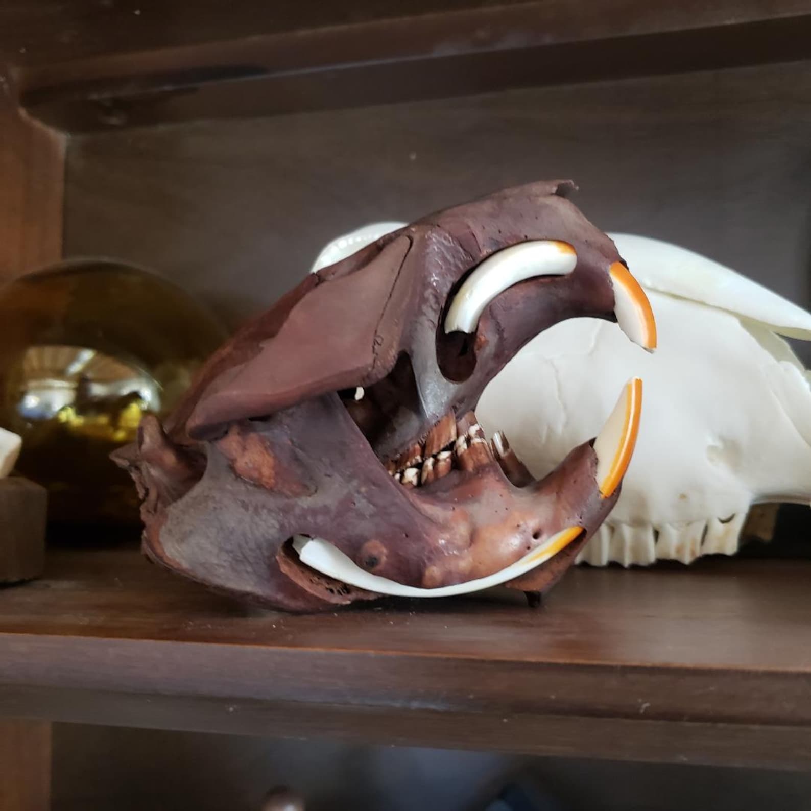 Anatomical Open Dentition Beaver Skull - Etsy