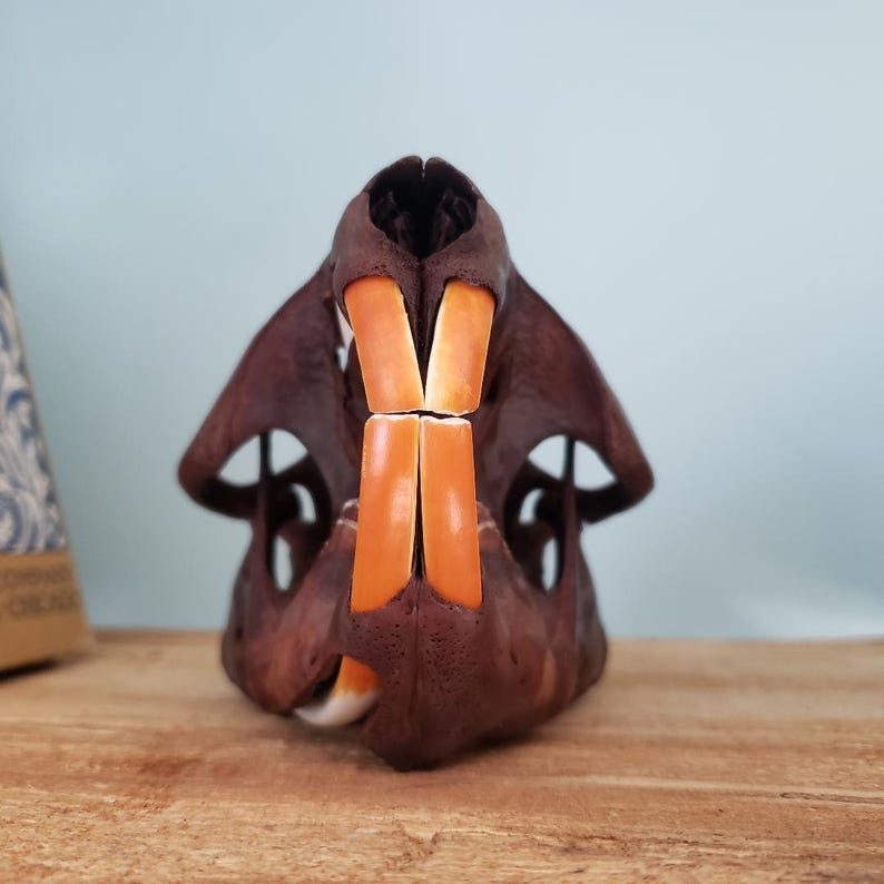 Anatomical Open Dentition Beaver Skull - Etsy