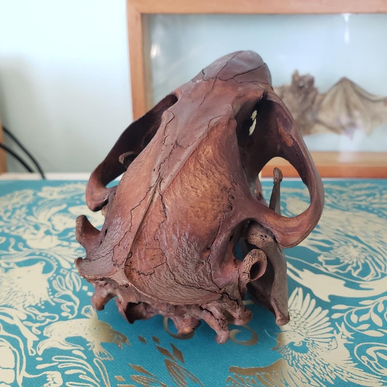 Anatomical Open Dentition Beaver Skull - Etsy
