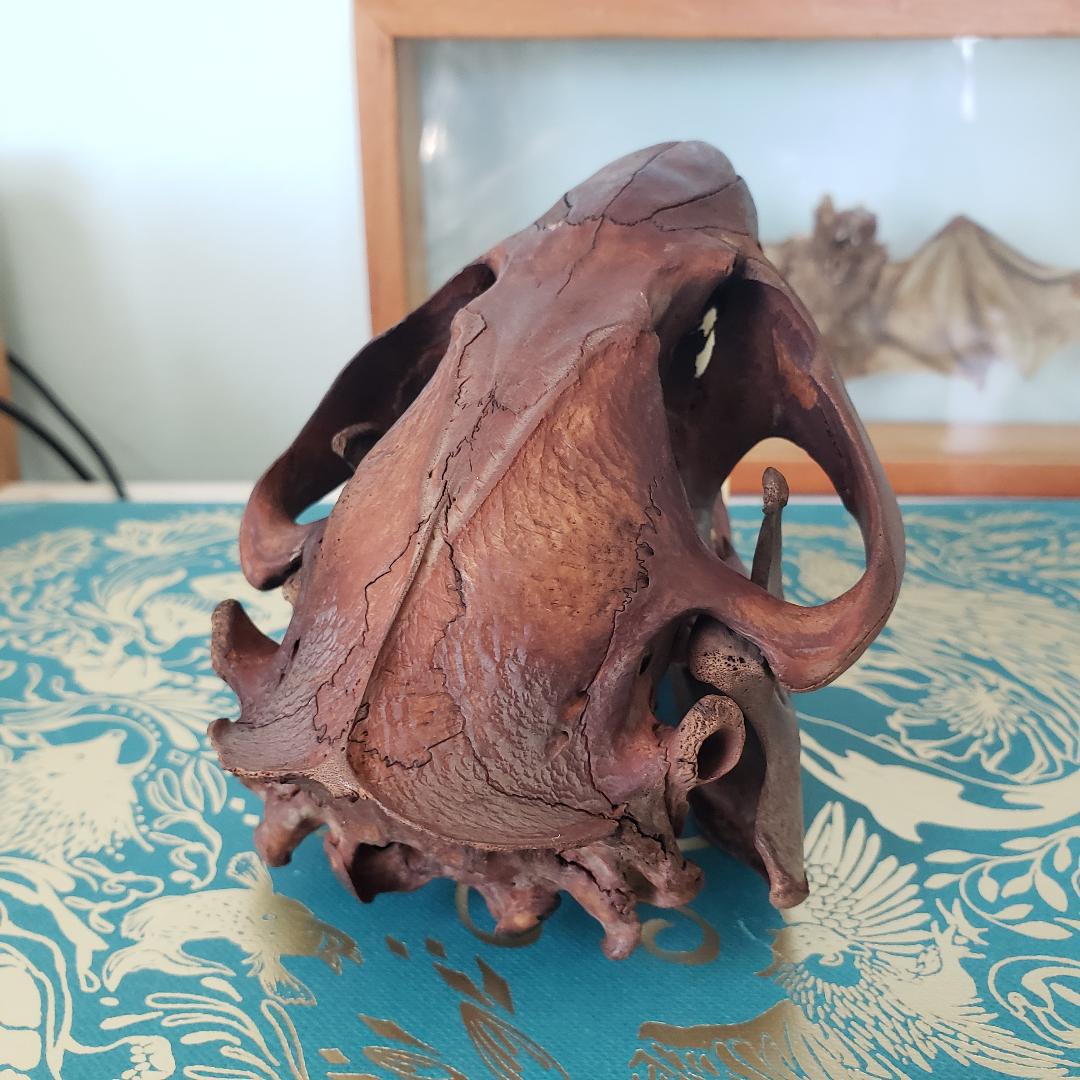 Anatomical Open Dentition Beaver Skull - Etsy