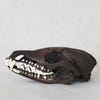 Anatomical Open Dentition Beaver Skull - Etsy