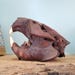 Anatomical Open Dentition Beaver Skull - Etsy