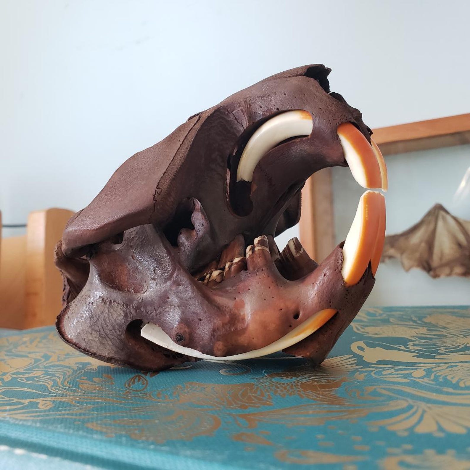 Anatomical Open Dentition Beaver Skull - Etsy