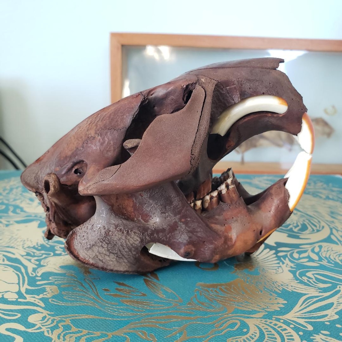 Anatomical Open Dentition Beaver Skull - Etsy