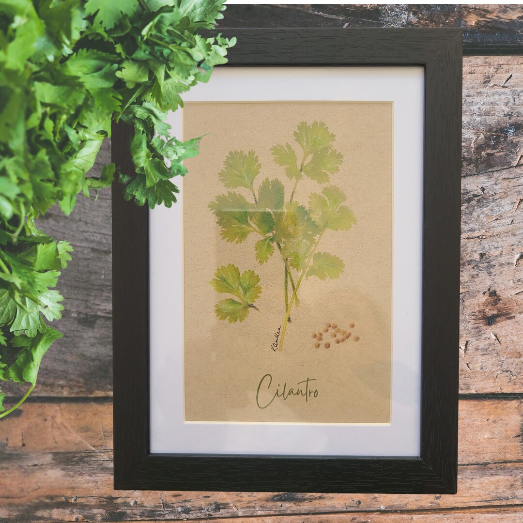 Cilantro, Herb Illustration, Hand-drawn, Fine Art, Traditional Work ...