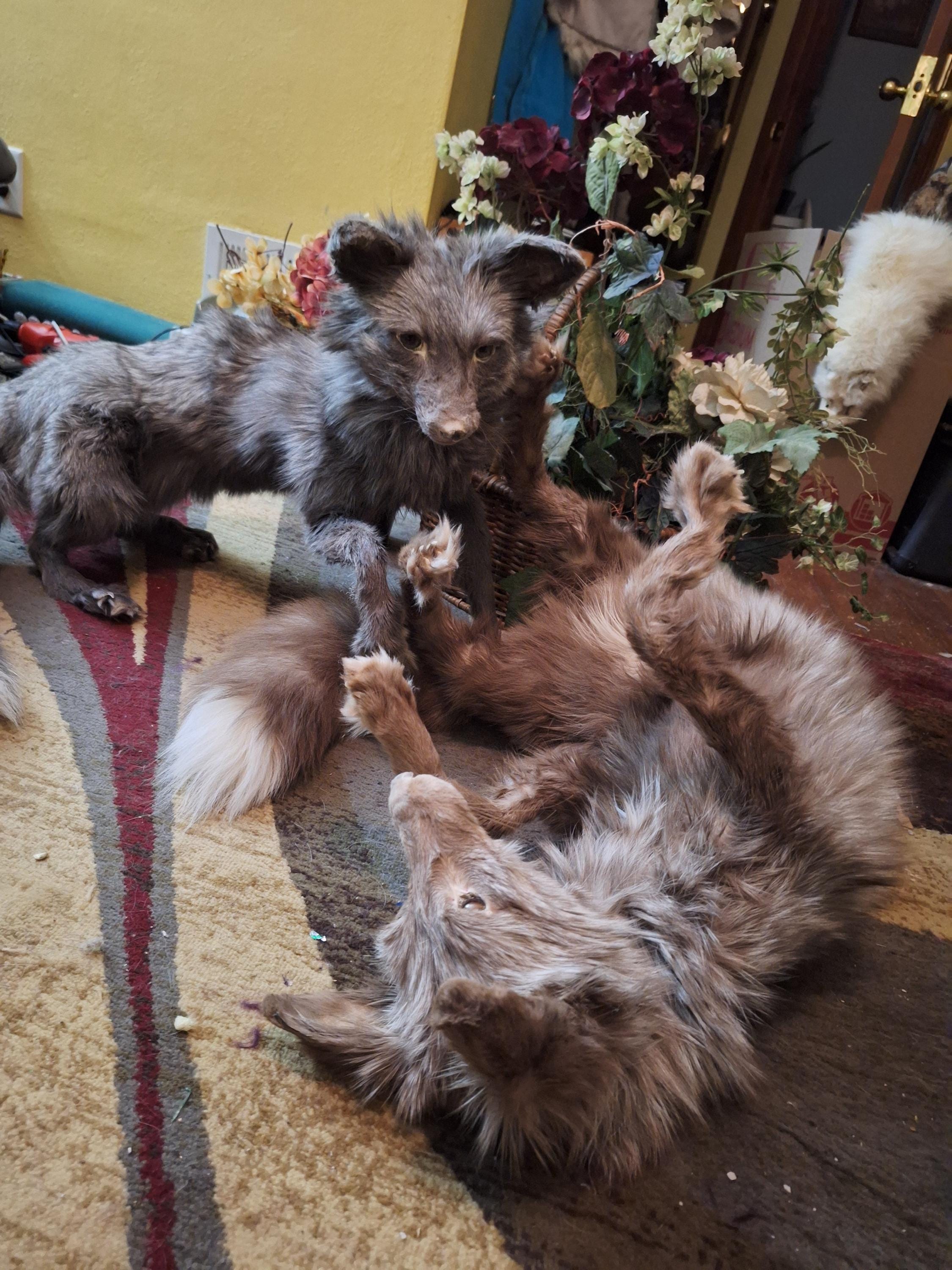 Cute Fully Poseable Ranch Fox Softmounts- Price for ONE - Etsy