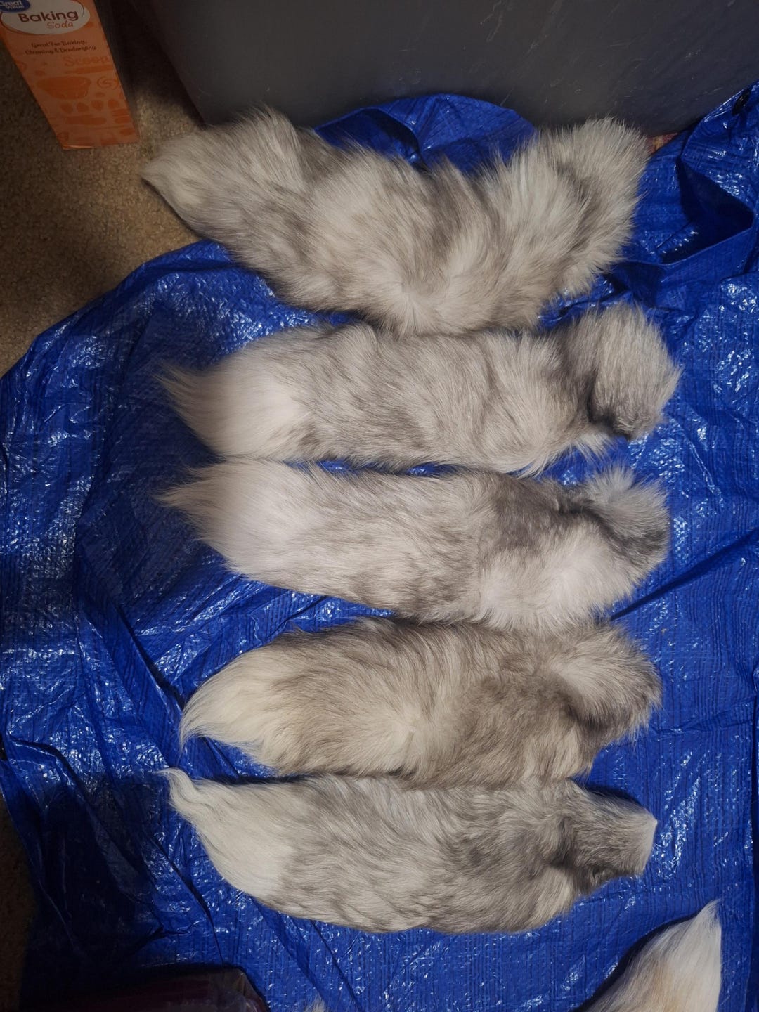RARE XL Sapphire Frost Fox Tail - Etsy