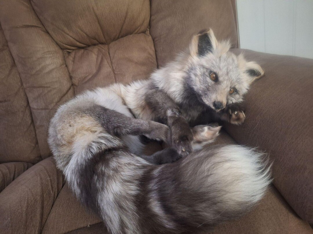 Semi Posable Ranch Fox Softmount - Etsy