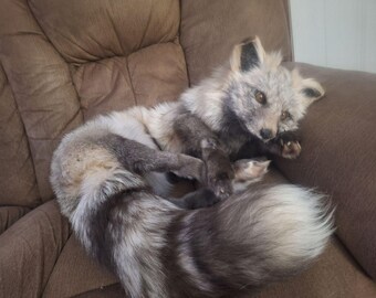Taxidermy vulpes/vulpes Smokey Fox Traditional Mount - Etsy