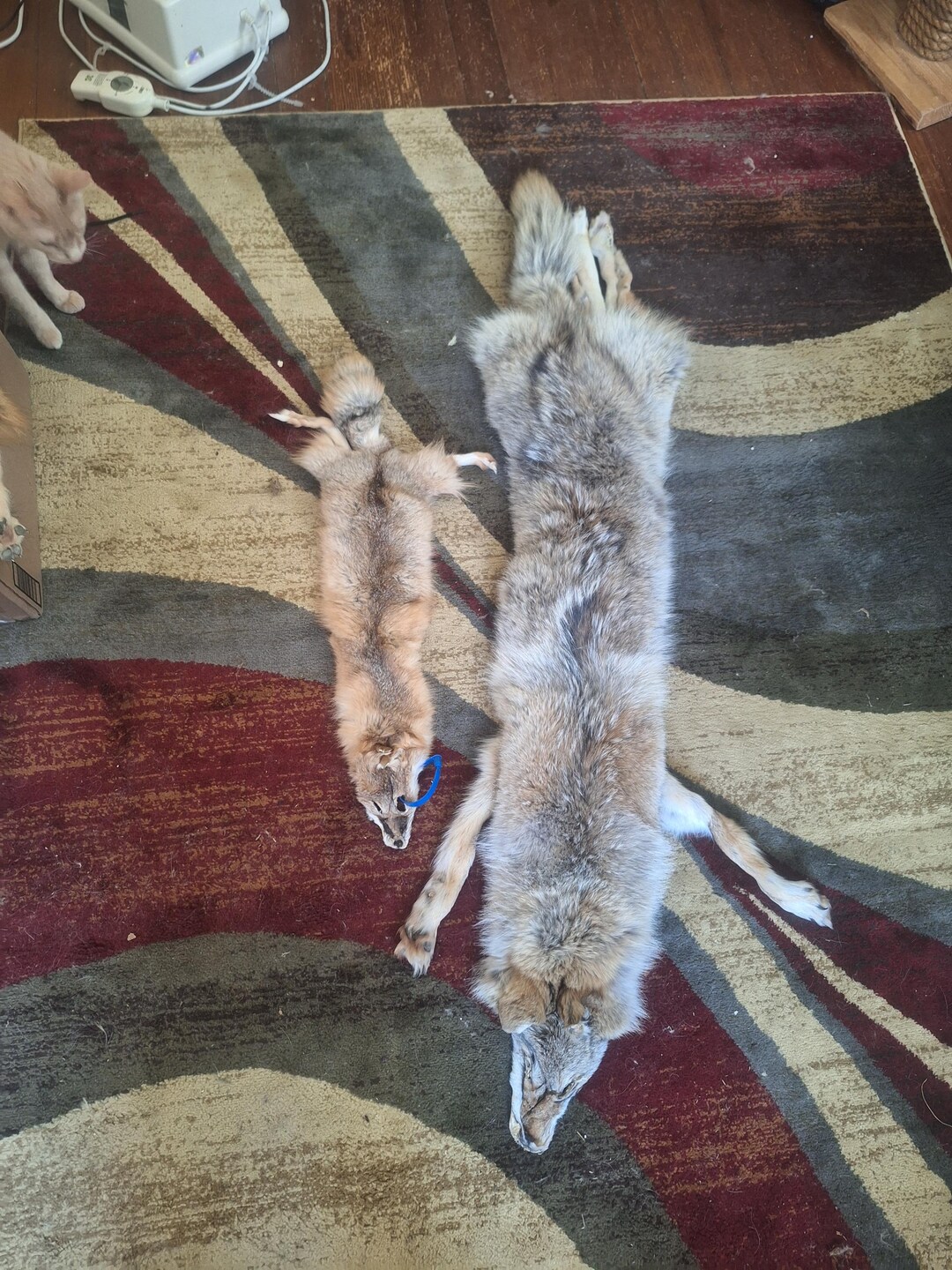 Coyote and Swift Fox Pelt Lot - Etsy