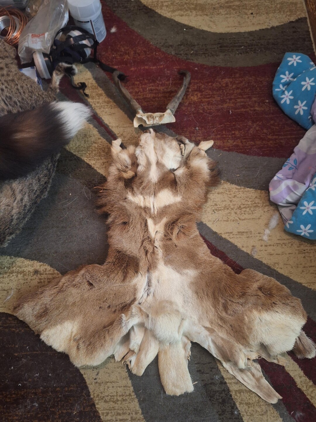 Mountable Dry Tanned Pronghorn Cape and Antlers - Etsy