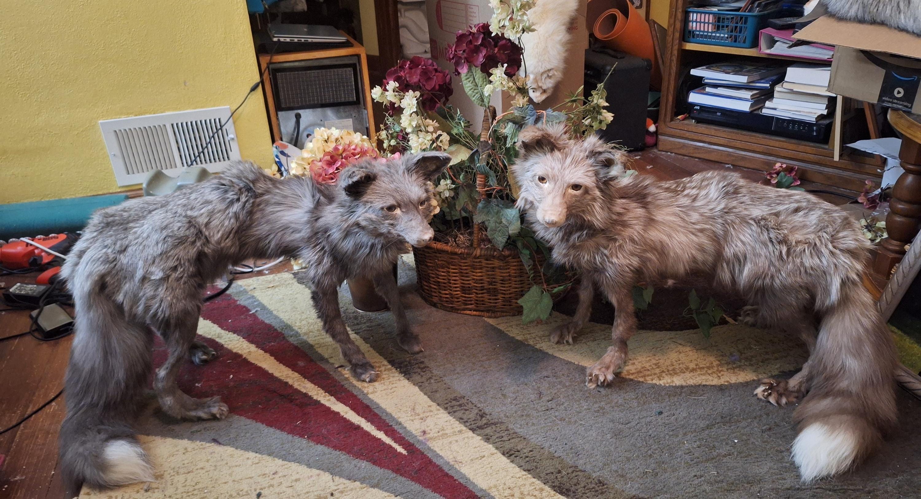 Cute Fully Poseable Ranch Fox Softmounts- Price for ONE - Etsy