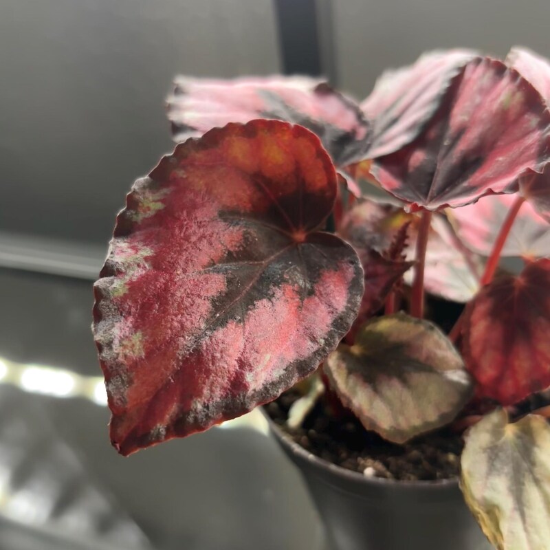 Rex Begonia - Etsy