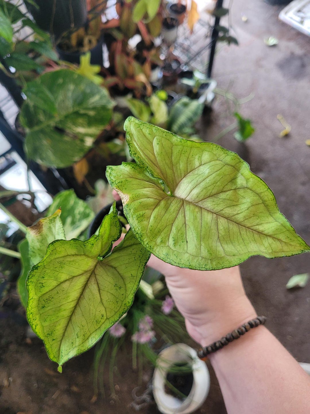 Mango Allusion Syngonium. Potted Live Houseplant. Fully Rooted. Easy ...