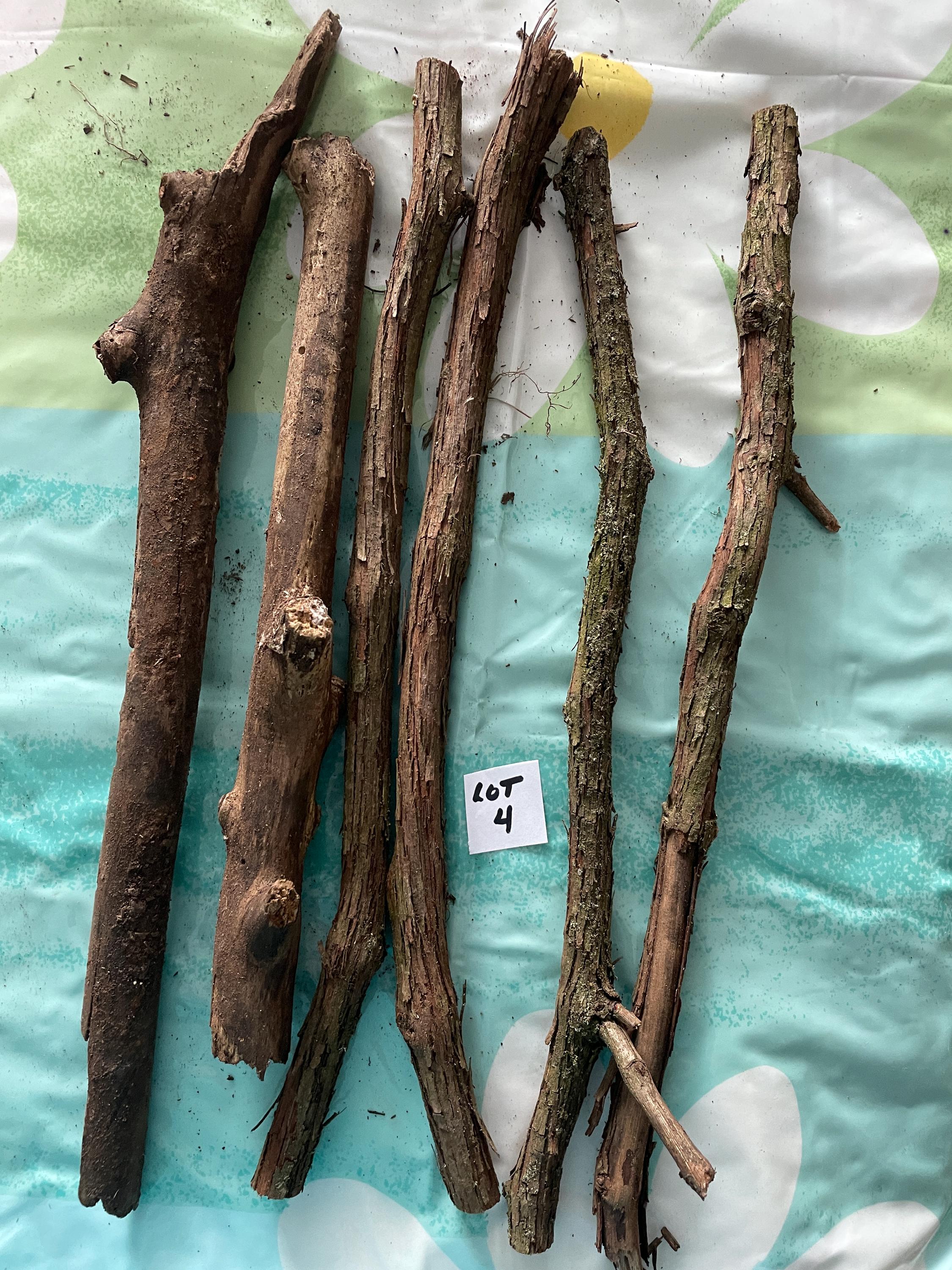 10 Natural Wood Sticks, Crafts DIY Rustic Earthy, Birds Chameleons ...