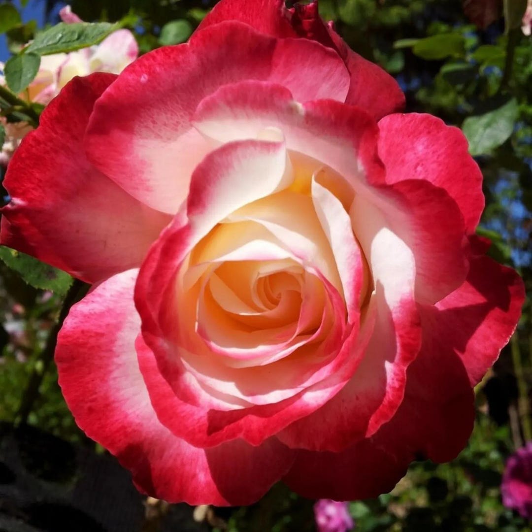 Double Delight Rose Bush 50 or 100 Seeds~rare-free Shipping-usa Seller ...