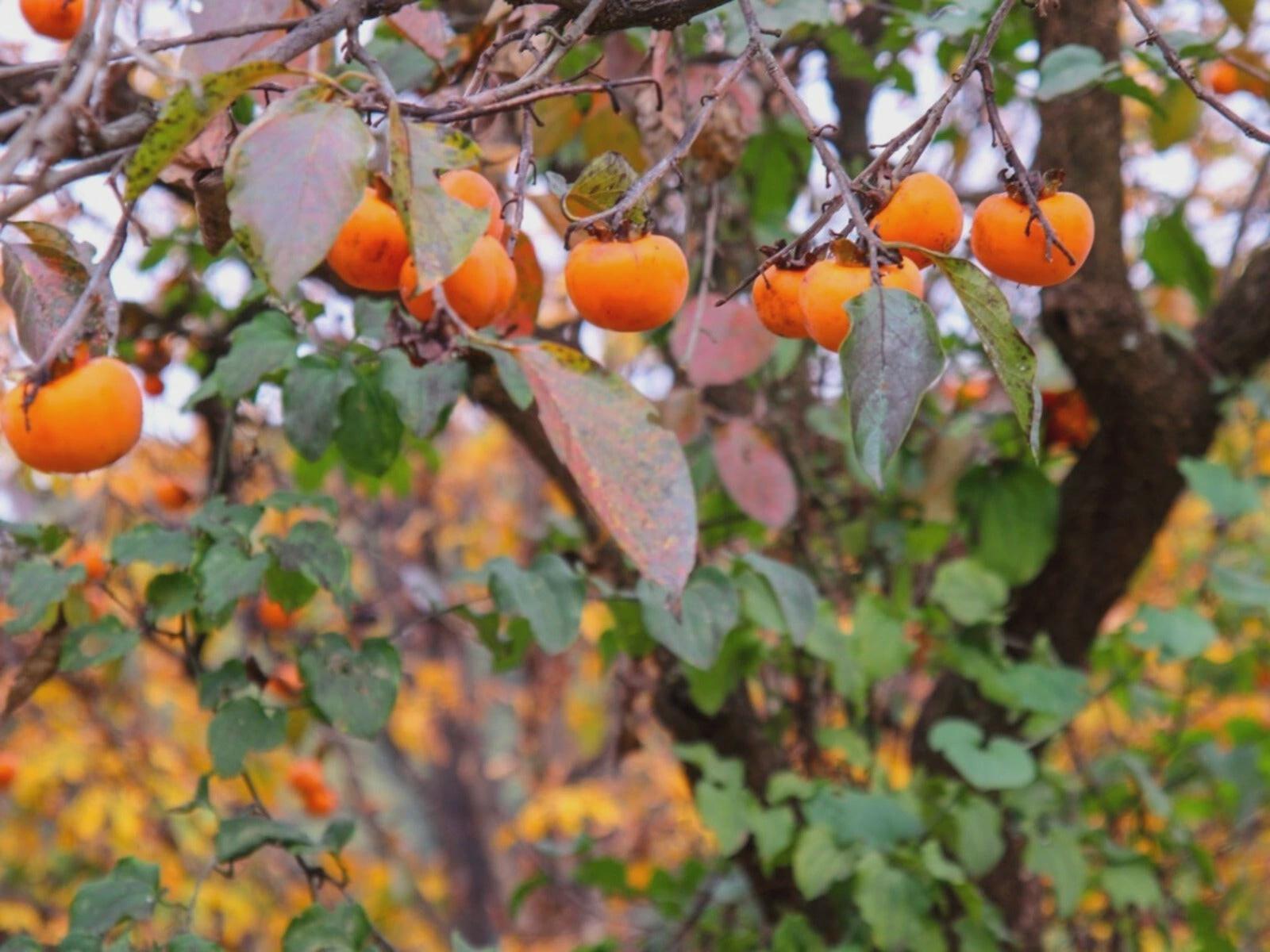 40+ American Native Persimmon Tree Seeds - Diospyros Virginiana #12 - Etsy