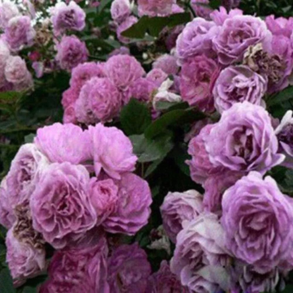 Purple Climbing Rose Bush 20, 50 or 100 Seeds~rare-free Shipping-usa ...