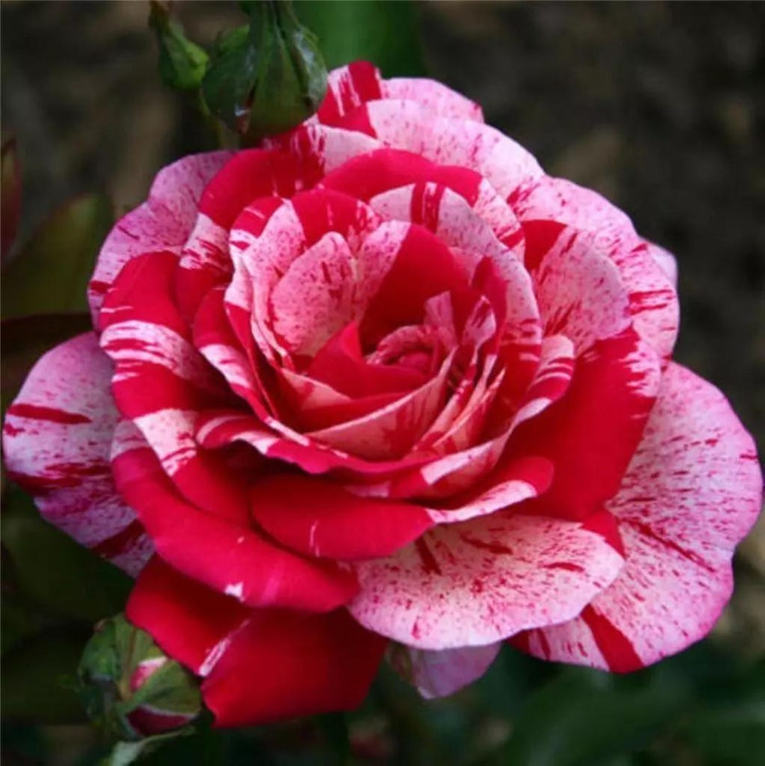 Red Dragon Rose Bush 20, 50 or 100 Seeds~rare-free Shipping-usa Seller ...