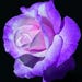 Purple Haze Rose Bush 50 or 100 Seeds~rare-free Shipping-usa Sel - Etsy