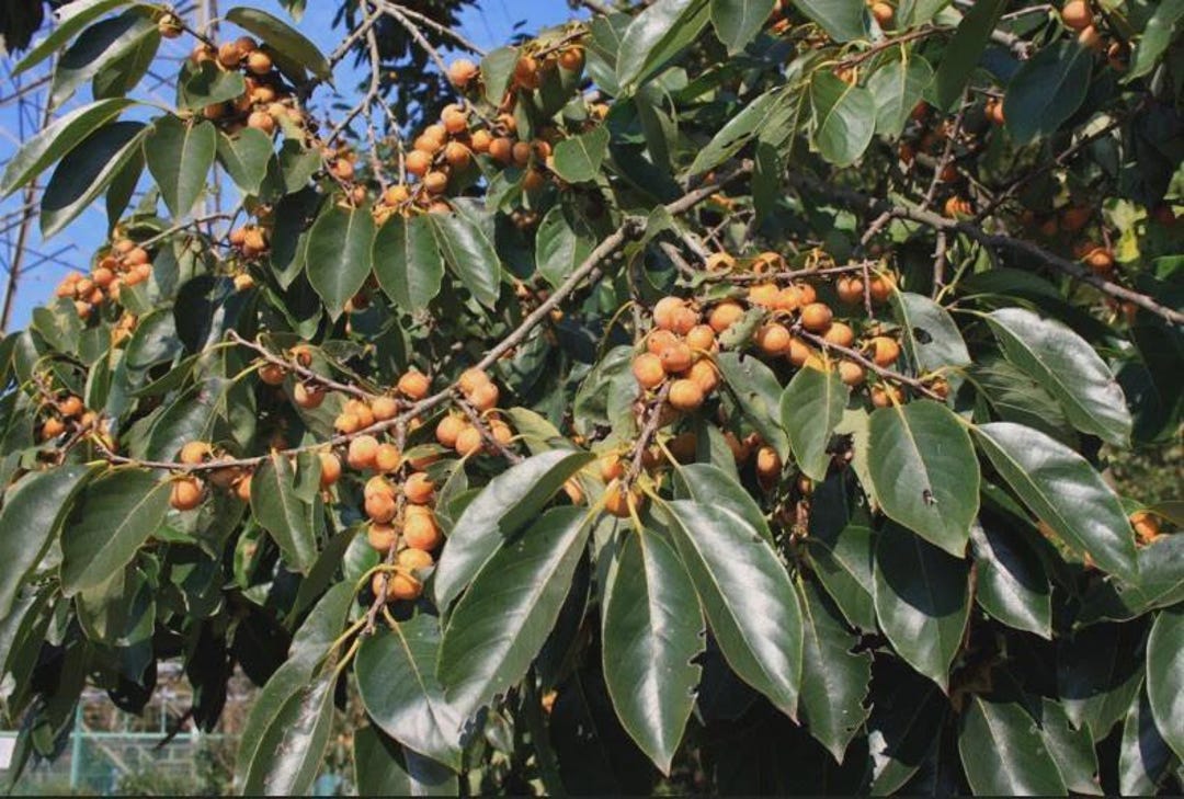 40+ American Native Persimmon Tree Seeds - Diospyros Virginiana #12 - Etsy